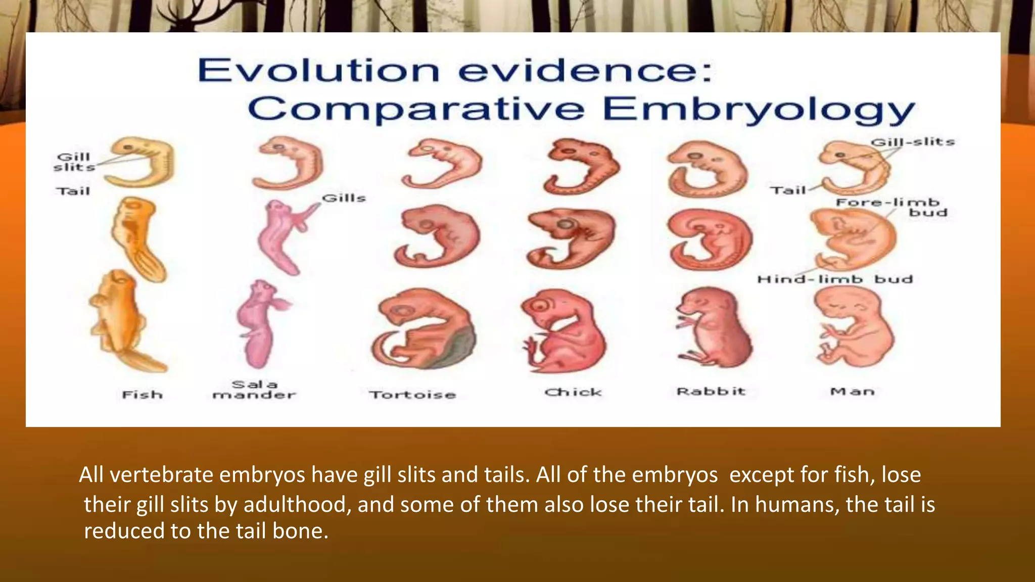 EVOLUTION AND MECHANISM OF EVOLUTION | PPTX