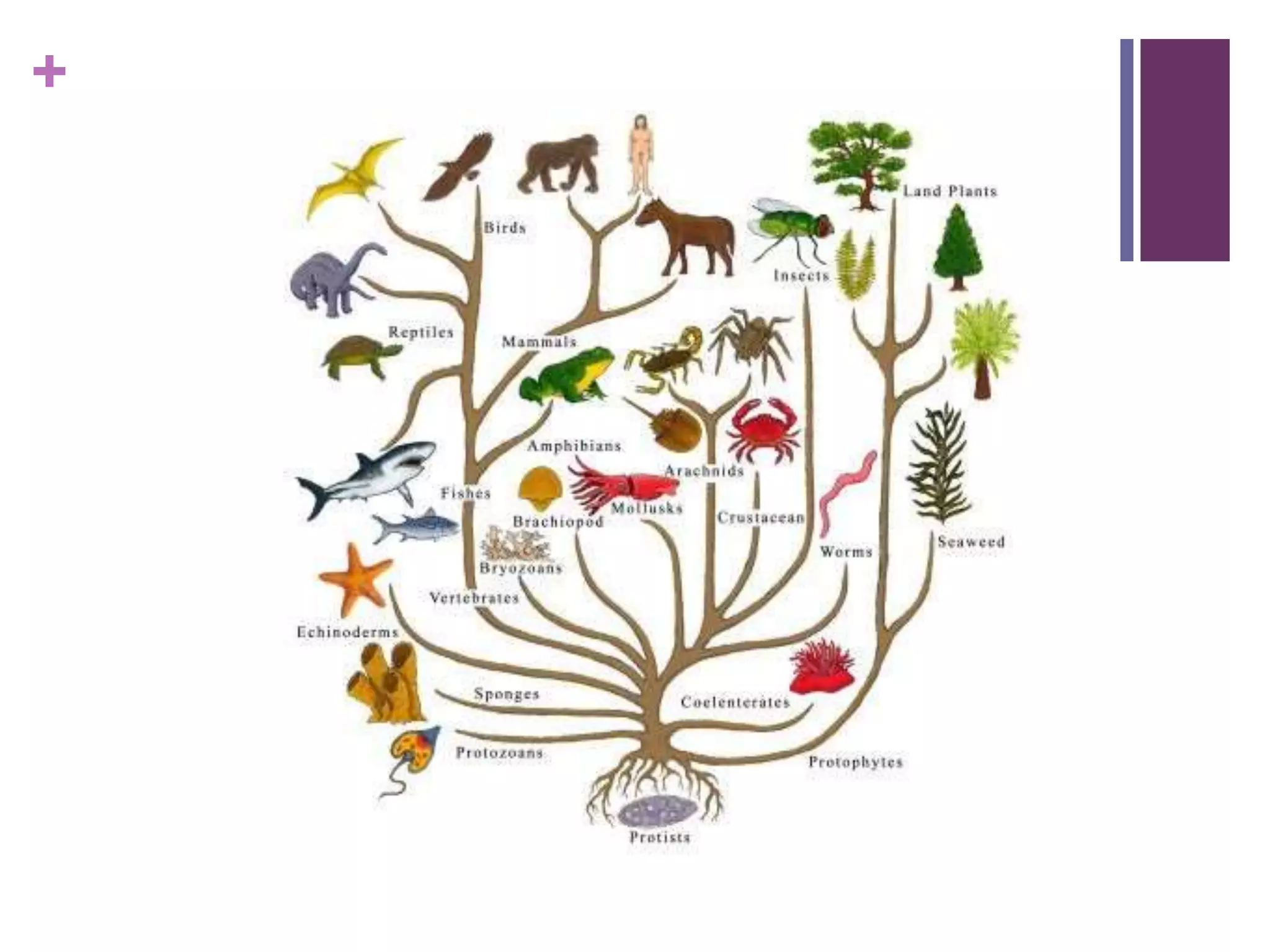 Evolution & Genetics 101 | PPT