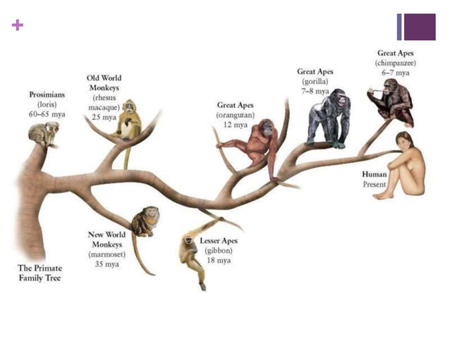 Evolution & Genetics 101 | PPT