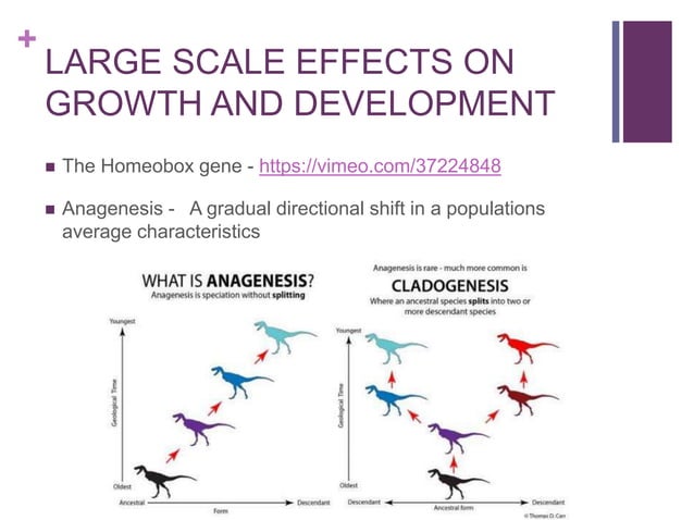 Evolution & Genetics 101 | PPT