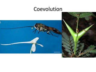Evolution in a nutshell | PPT