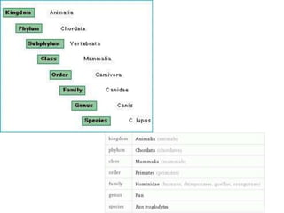 Evolution in a nutshell | PPT