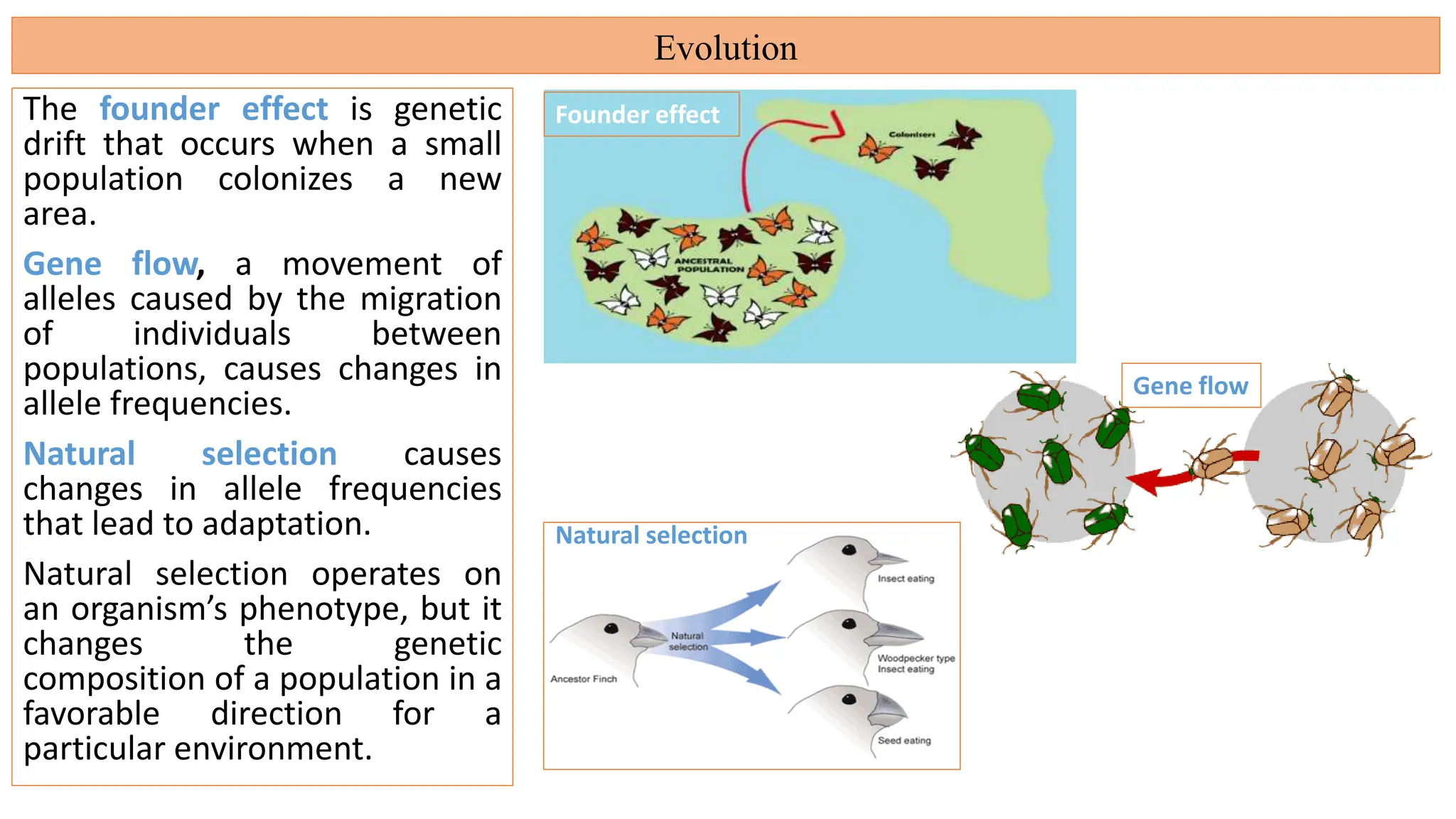 Evolution (Lecture 1) a concept in biology.pptx