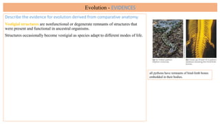 Evolution (Lecture 1) a concept in biology.pptx | Geology | Science