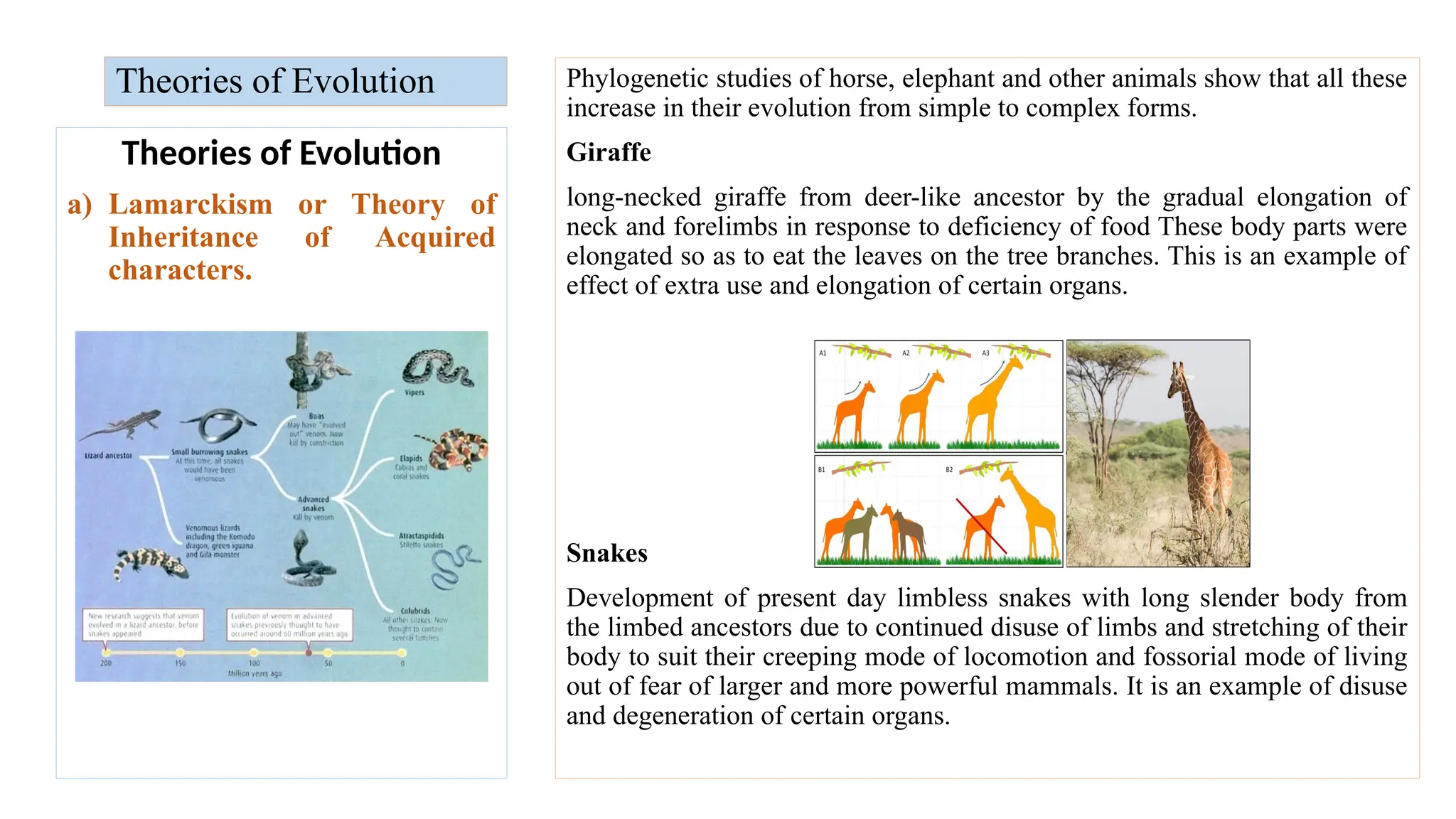 Evolution (Lecture 2 . fariha.pptx ppt.. | PPT