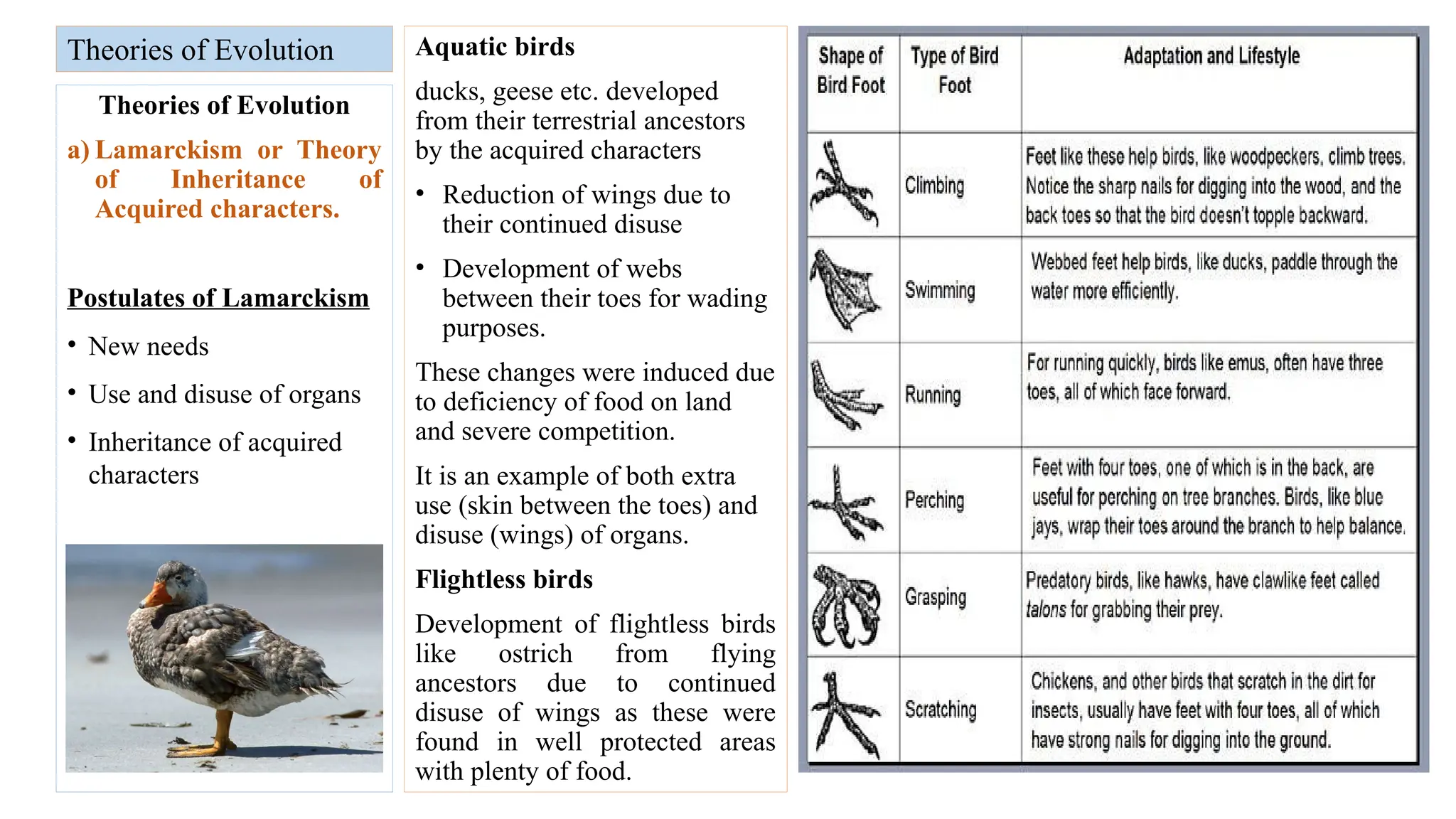 Evolution (Lecture 2 . fariha.pptx ppt.. | PPTX