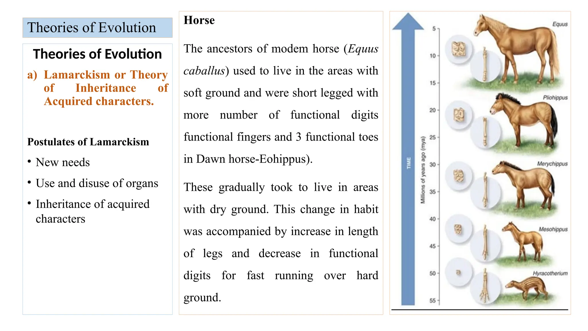 Evolution (Lecture 2 . fariha.pptx ppt.. | PPTX