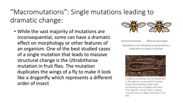 Evolution ( Macro and Micro Evolution).pptx | Biological Sciences | Science