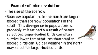 Evolution ( Macro and Micro Evolution).pptx