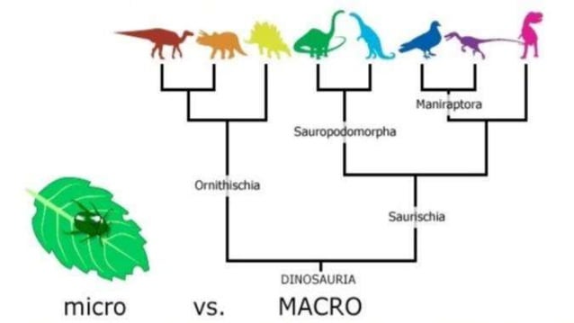 Evolution ( Macro and Micro Evolution).pptx | Biological Sciences | Science