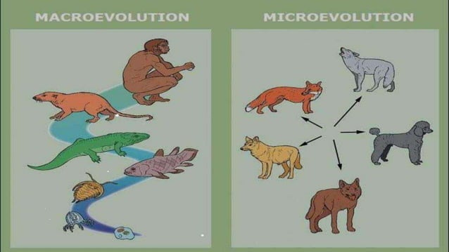 Evolution ( Macro and Micro Evolution).pptx | Biological Sciences | Science