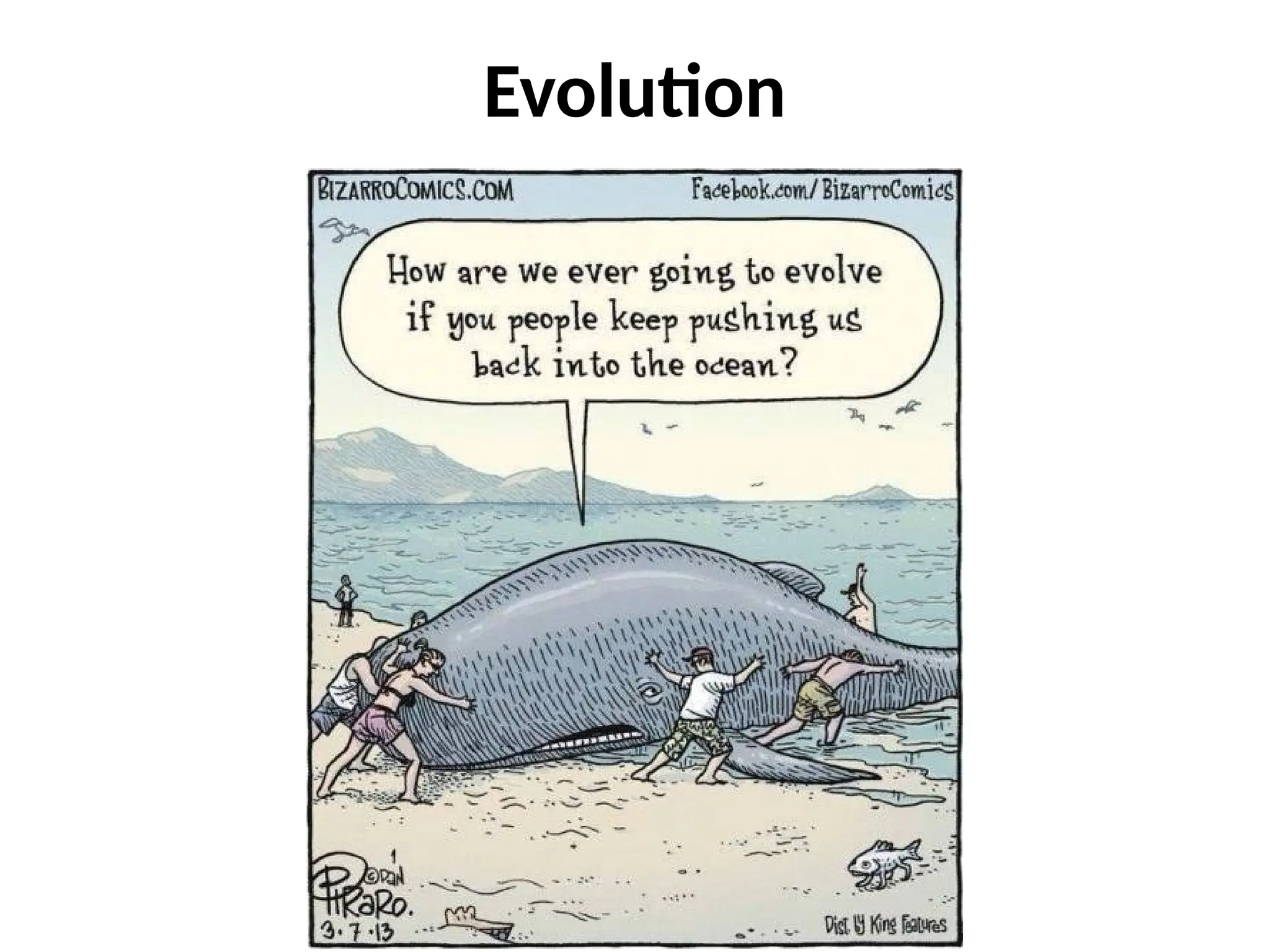 Mechanisms of Evolution including Hardy Weinberg Equilibrium | PPTX