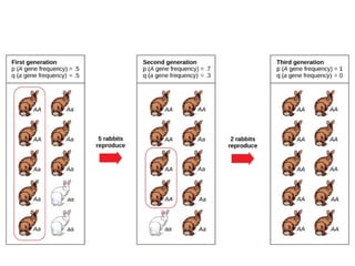 Mechanisms of Evolution including Hardy Weinberg Equilibrium | PPTX