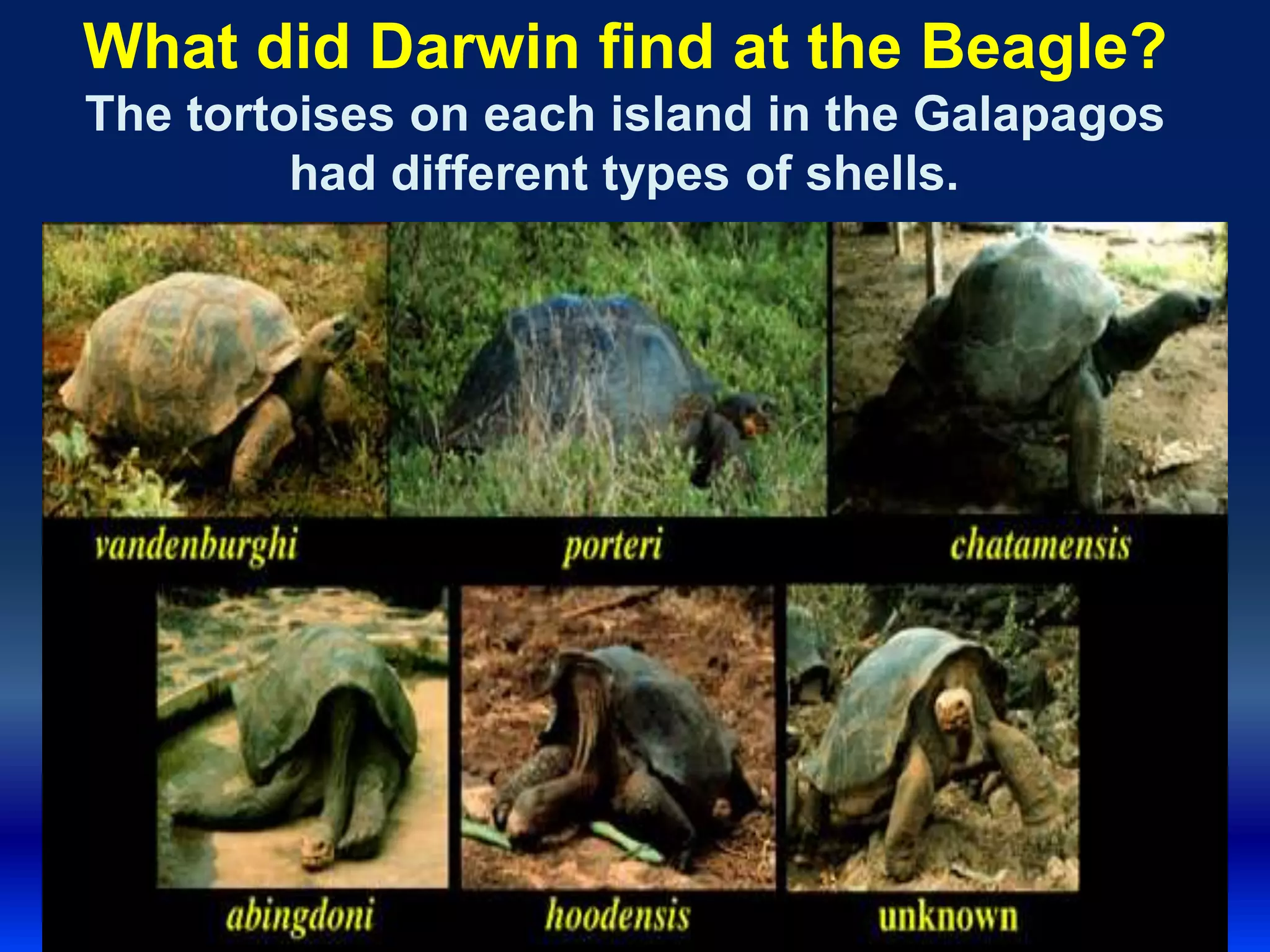 Natural selection of Charles Darwin | PPTX