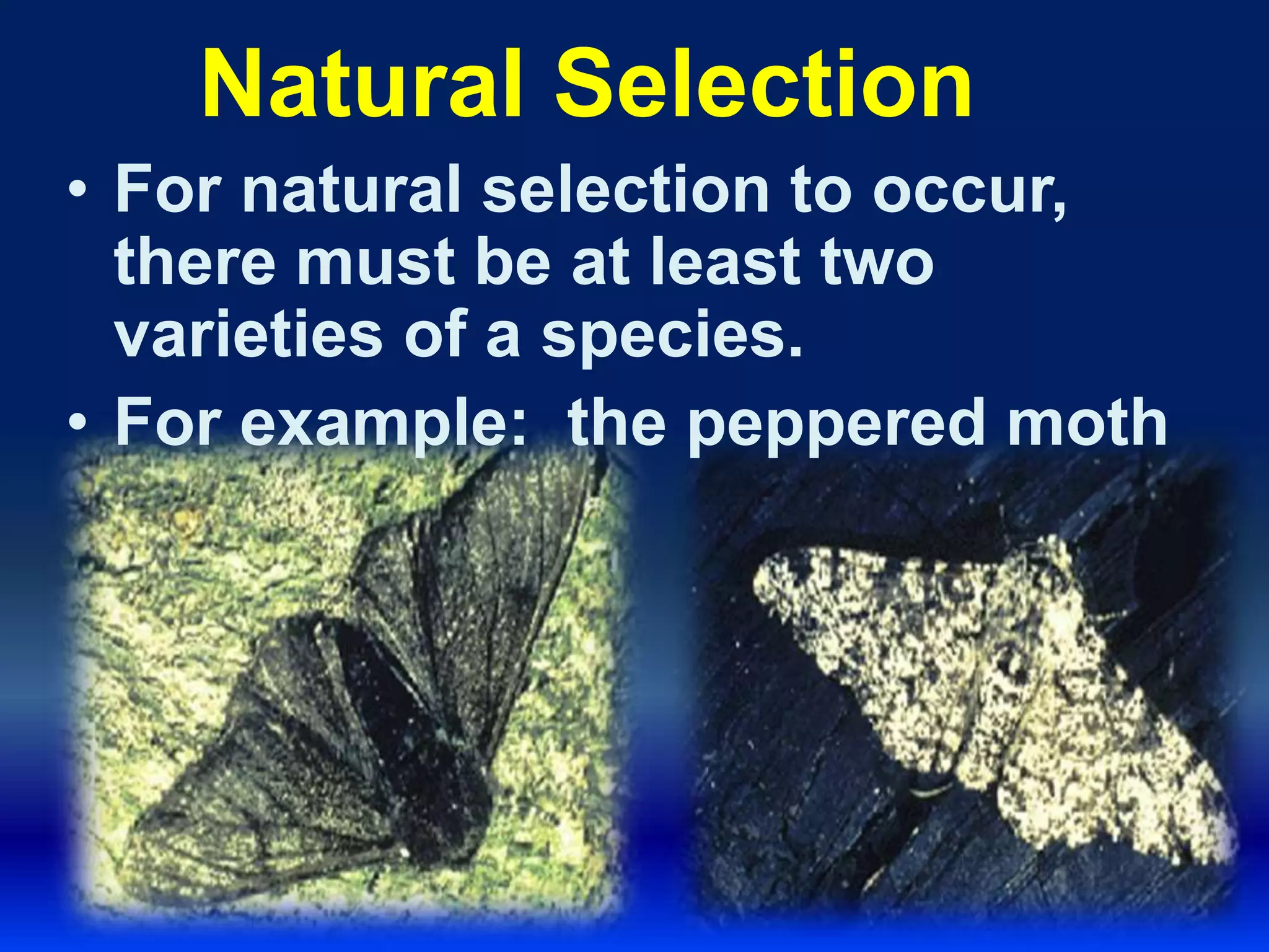 Natural selection of Charles Darwin | PPTX