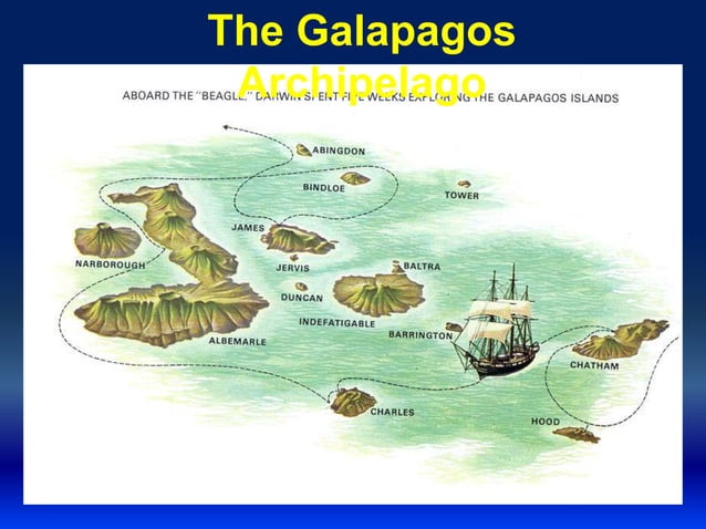 Natural selection of Charles Darwin | PPTX | Genetics | Science