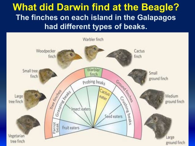 Natural selection of Charles Darwin | PPTX | Genetics | Science