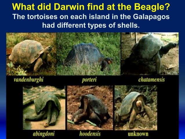 Natural selection of Charles Darwin | PPTX | Genetics | Science