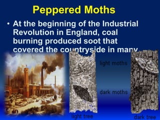 Natural selection of Charles Darwin | PPTX