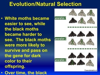 Natural selection of Charles Darwin | PPTX