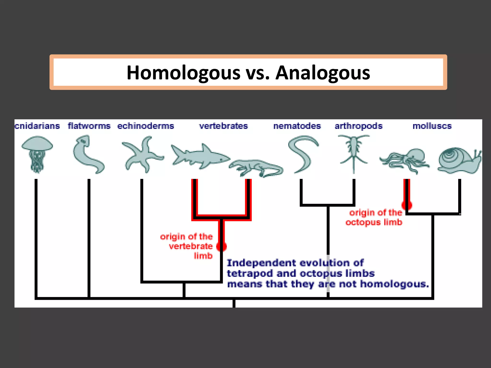 Phylogenetics: Evolution | PPTX