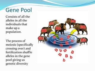 Natural Selection | PPTX