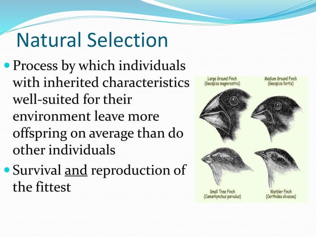 Natural Selection | PPTX