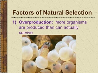 Evolution notes part 1 | PPT