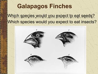 Evolution notes part 1 | PPT | Biological Sciences | Science