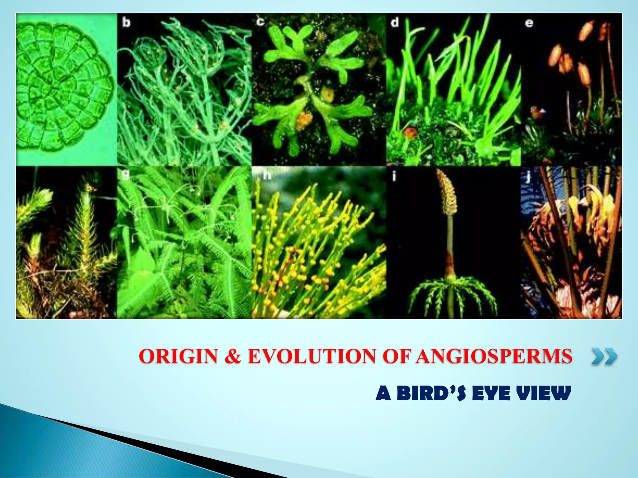 ORIGIN& EVOLUTION OF ANGIOSPERMS.pdf