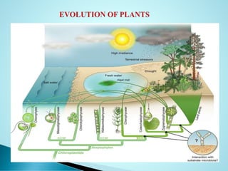 ORIGIN& EVOLUTION OF ANGIOSPERMS.pdf