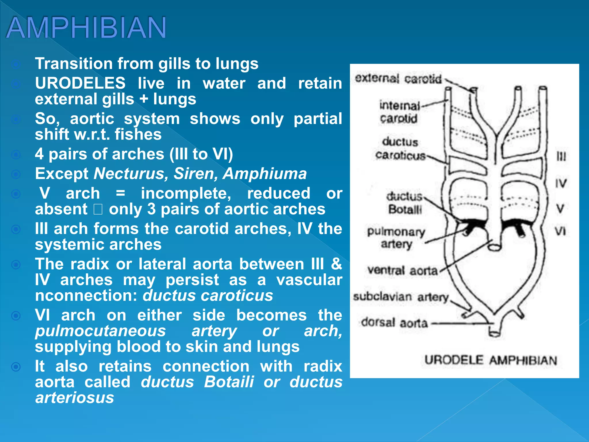 Evolution of arotic arches.pptx