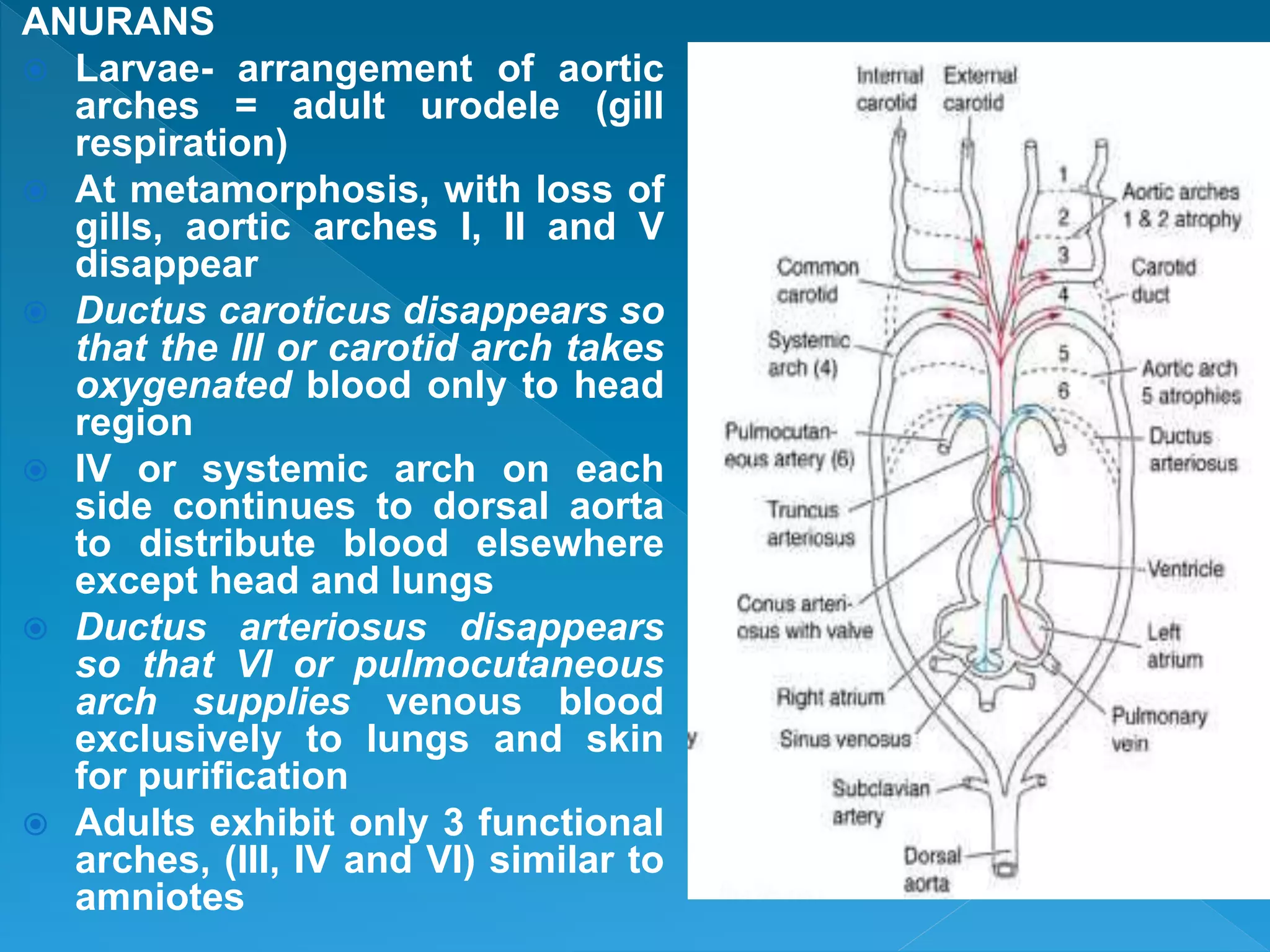Evolution of arotic arches.pptx