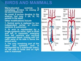 Evolution of arotic arches.pptx