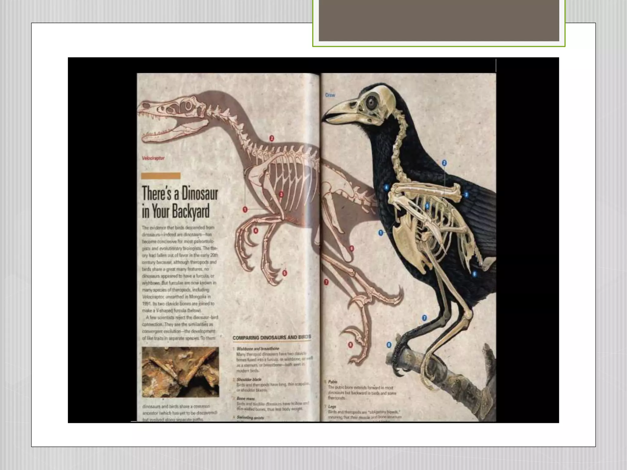Evolution of aves in paleontology | PPTX