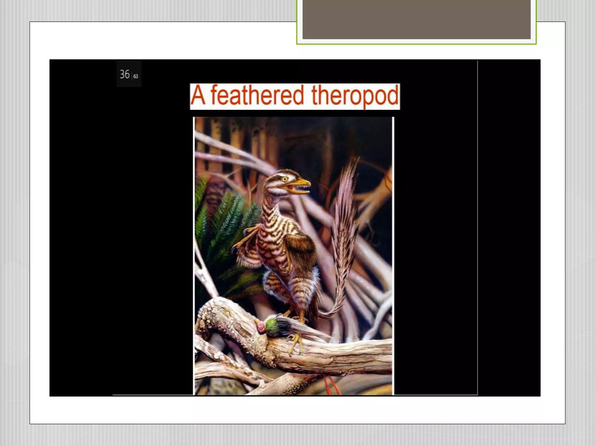 Evolution of aves in paleontology | PPTX