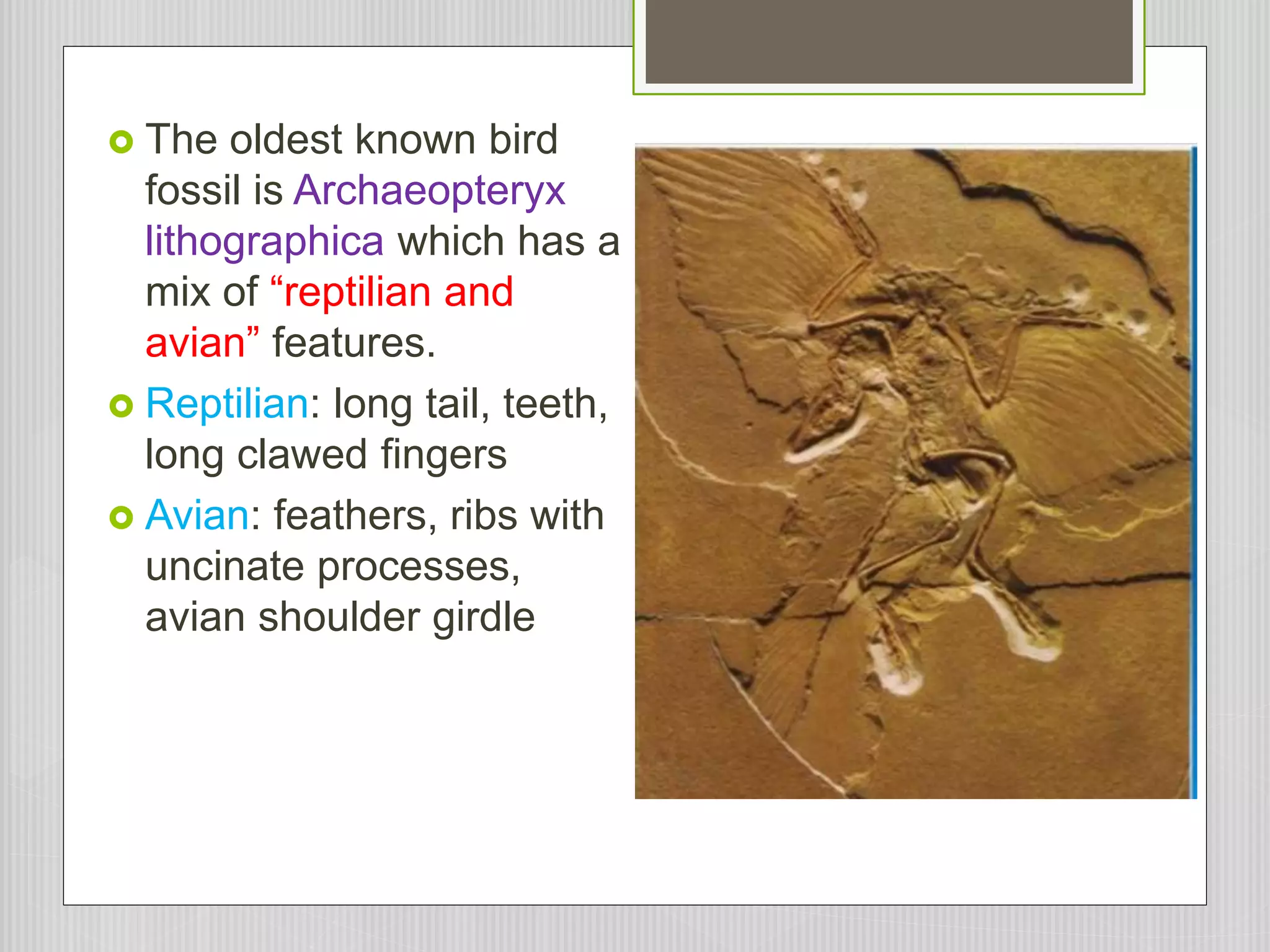 Evolution of aves in paleontology | PPTX