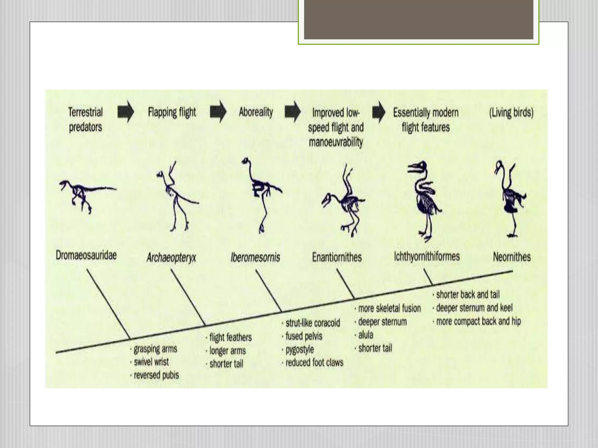 Evolution of aves in paleontology | PPTX