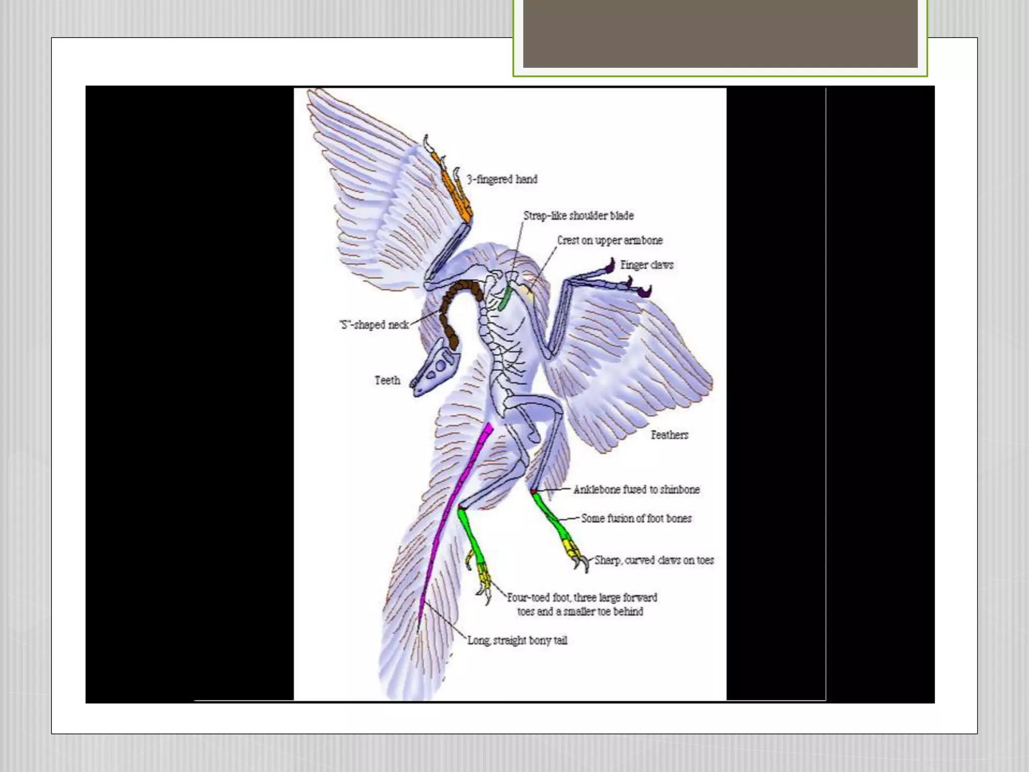 Evolution of aves in paleontology | PPTX