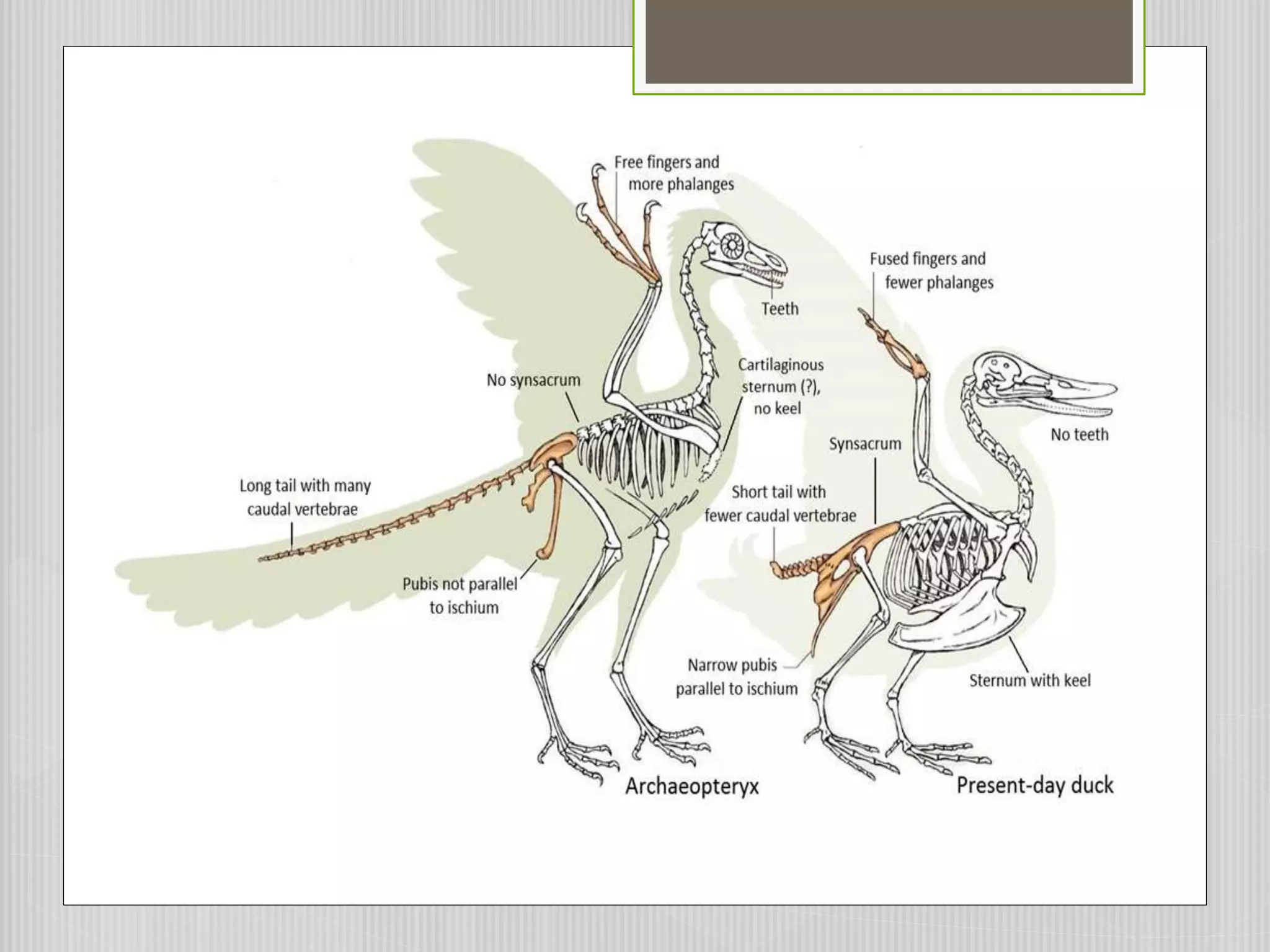 Evolution of aves in paleontology | PPTX