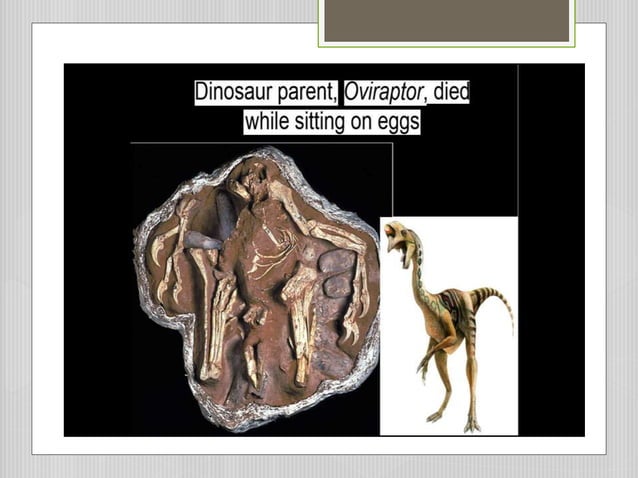 Evolution of aves in paleontology | PPTX