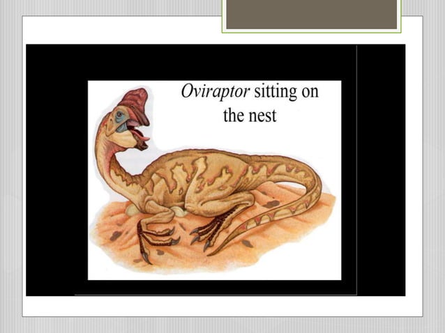 Evolution of aves in paleontology | PPTX