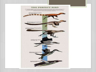 Evolution of aves in paleontology | PPTX