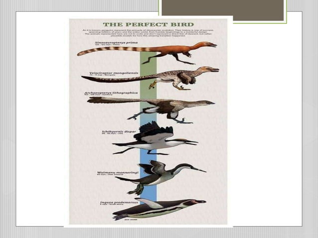 Evolution of aves in paleontology | PPTX