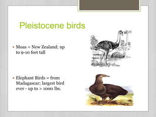 Evolution of aves in paleontology | PPTX