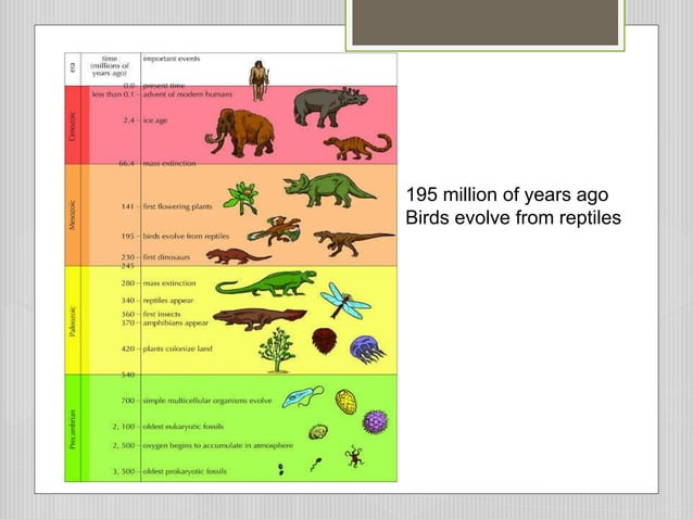 Evolution of aves in paleontology | PPTX