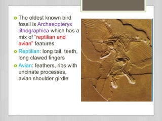 Evolution of aves in paleontology | PPTX