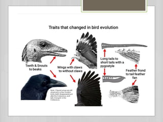 Evolution of aves in paleontology | PPTX
