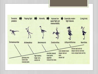 Evolution of aves in paleontology | PPTX