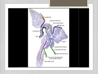 Evolution of aves in paleontology | PPTX
